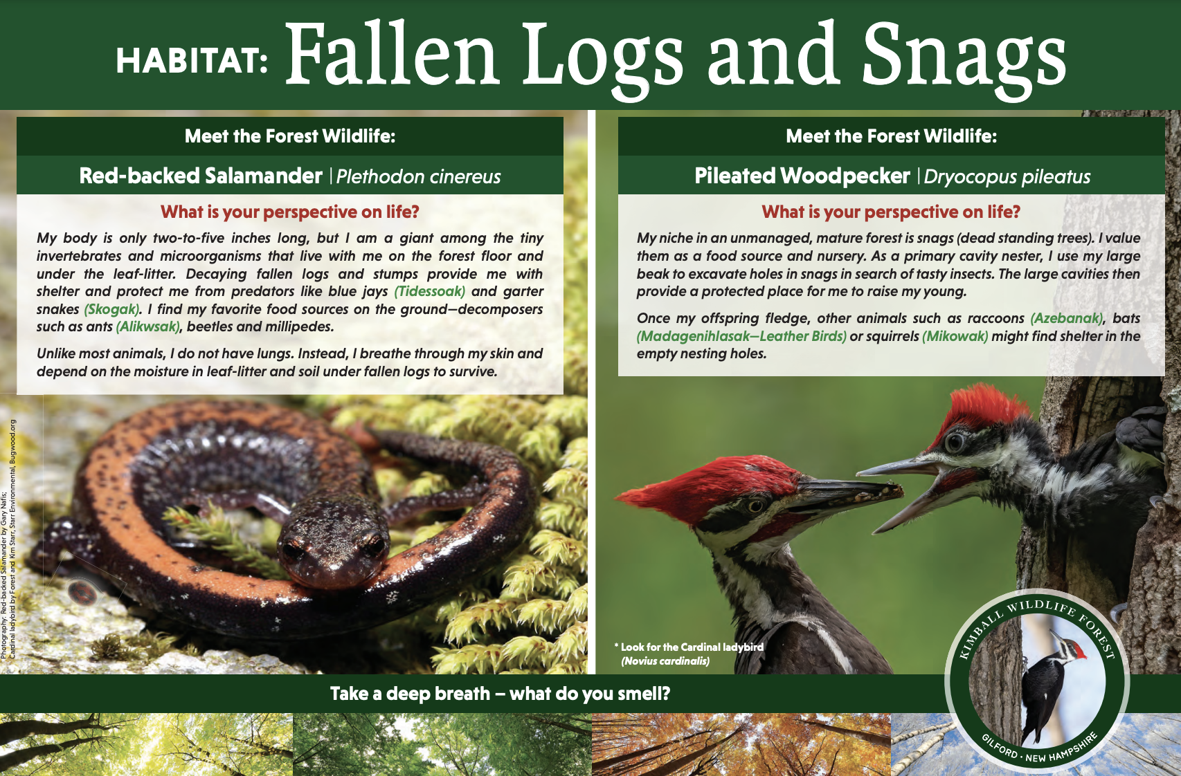 Experiential & Immersive / Other___ - Kimball Wildlife Forest ...